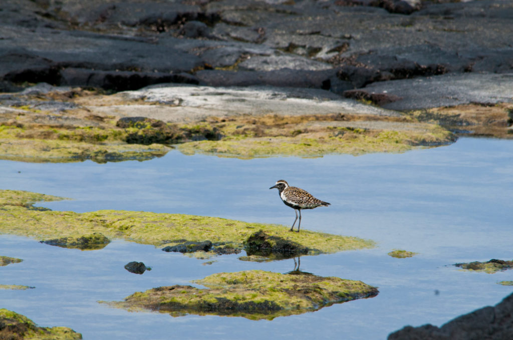 All About Kōlea (Pacific Golden-Plover) - Hawaiʻi Island Festival of Birds