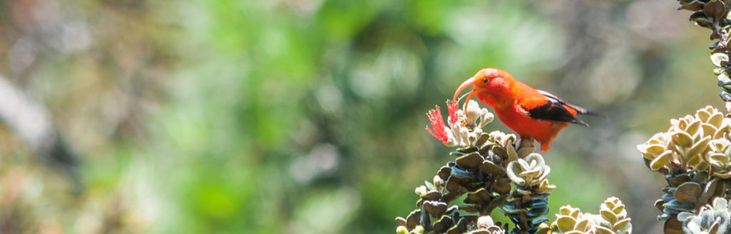 2023 HIFB Hōʻike - Hawaiʻi Island Festival of Birds